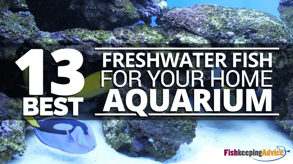 Best Beginner Freshwater Fish: 13 Must-Have Species