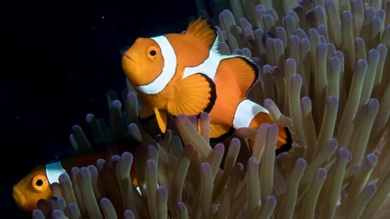 Top 12 Hardy Fish for Kids and Beginners | Fishkeeping Advice