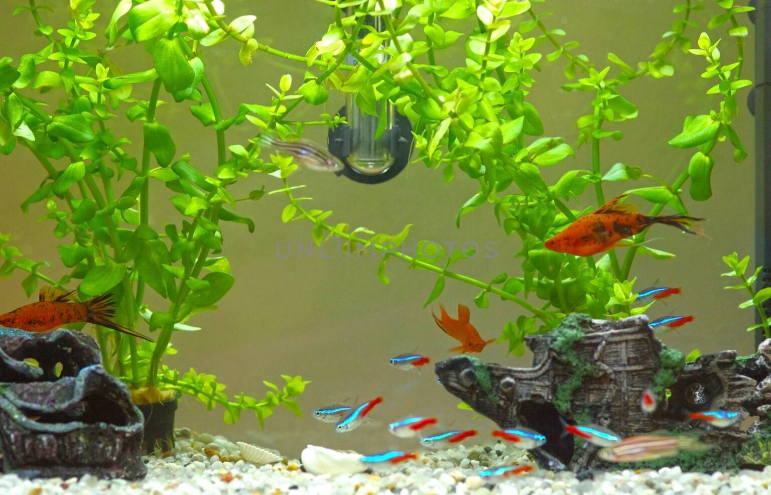 What Do Neon Tetra Eat? A Complete Feeding Guide | Fishkeeping Advice