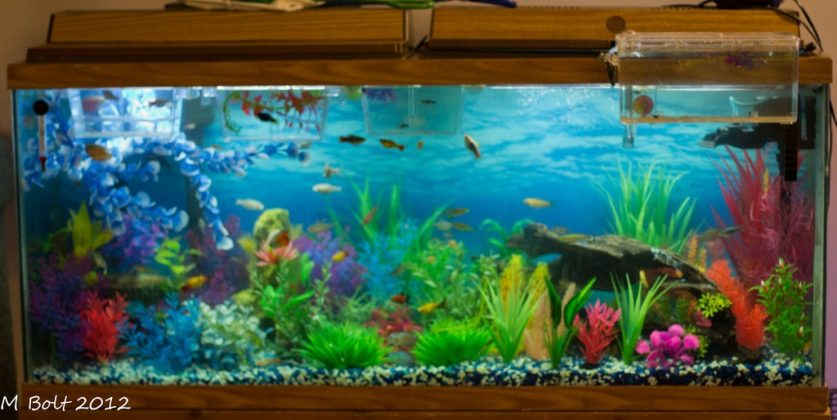 Best Tank Size For Beginners? (It's not what you think) | Fishkeeping ...