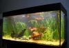 Aquarium Algae 101: Everything You Need To Know | Fishkeeping Advice
