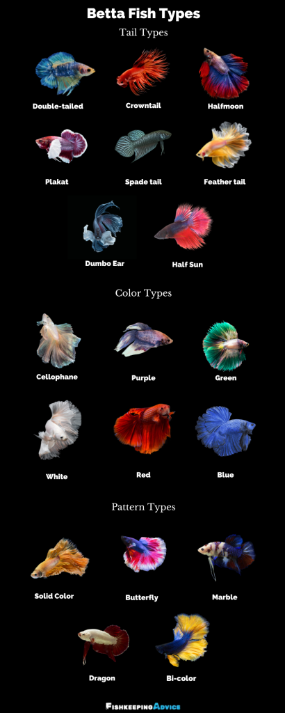 Types Of Betta Fish: Tail Shapes, Colors, and Patterns | Fishkeeping Advice