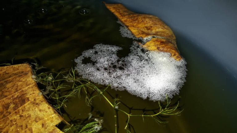 What Are Betta Bubble Nests and What Do They Do?