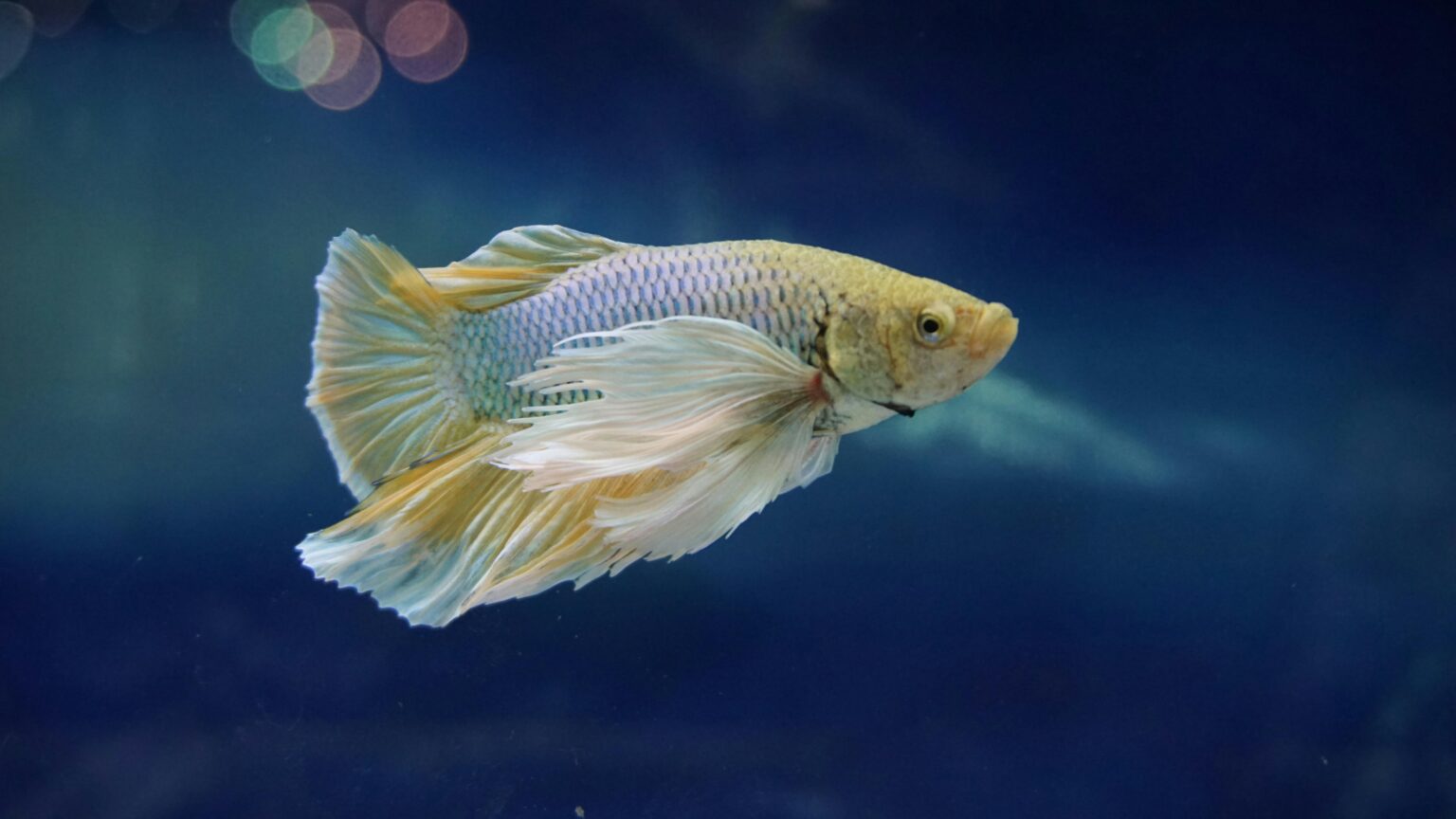 10 Betta Fish Diseases: Symptoms, Treatments & Prevention | Fishkeeping ...