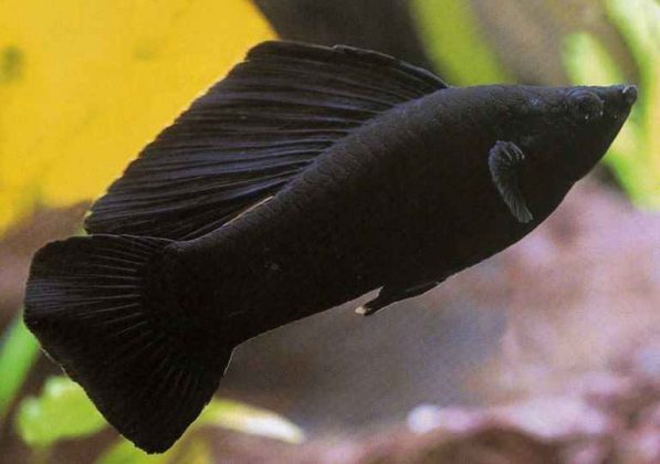 Black Molly Fish Care Guide: Diet, Tank, Breeding & More!