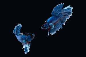 Types Of Betta Fish: Tail Shapes, Colors, and Patterns | Fishkeeping Advice