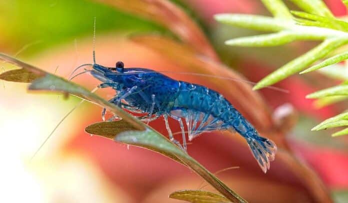 5 Must-Know Tips For Keeping Aquarium Shrimp | FIshkeeping Advice