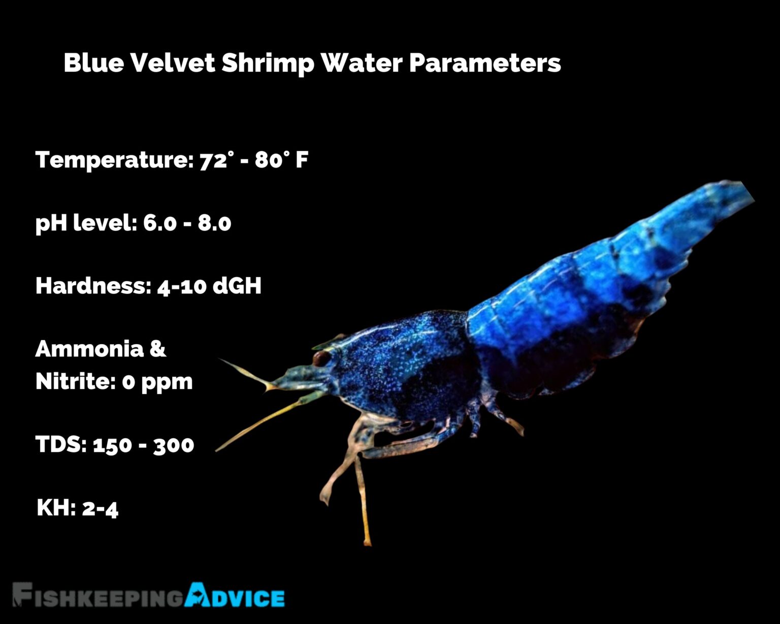 Complete Blue Velvet Shrimp Care Guide: Everything You Need to Know ...