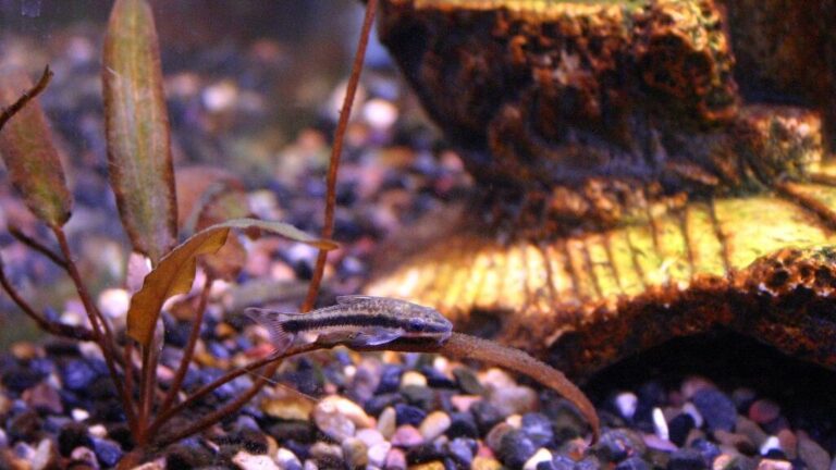 How to Get Rid of Algae in Your Fish Tank Effectively | Fishkeeping Advice