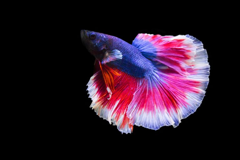 Types Of Betta Fish: Tail Shapes, Colors, and Patterns | Fishkeeping Advice
