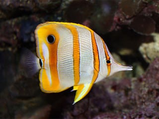 Tangs Care Guide (Diet, Tank and Breeding) | Fish Keeping Advice