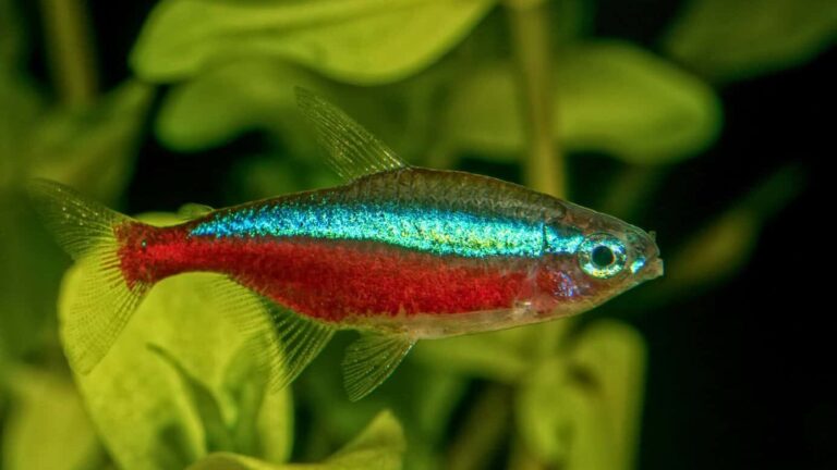 Top 12 Hardy Fish for Kids and Beginners | Fishkeeping Advice