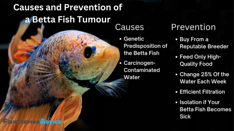 Betta Fish Tumor: Symptoms, Causes, & Treatment | Fishkeeping Advice