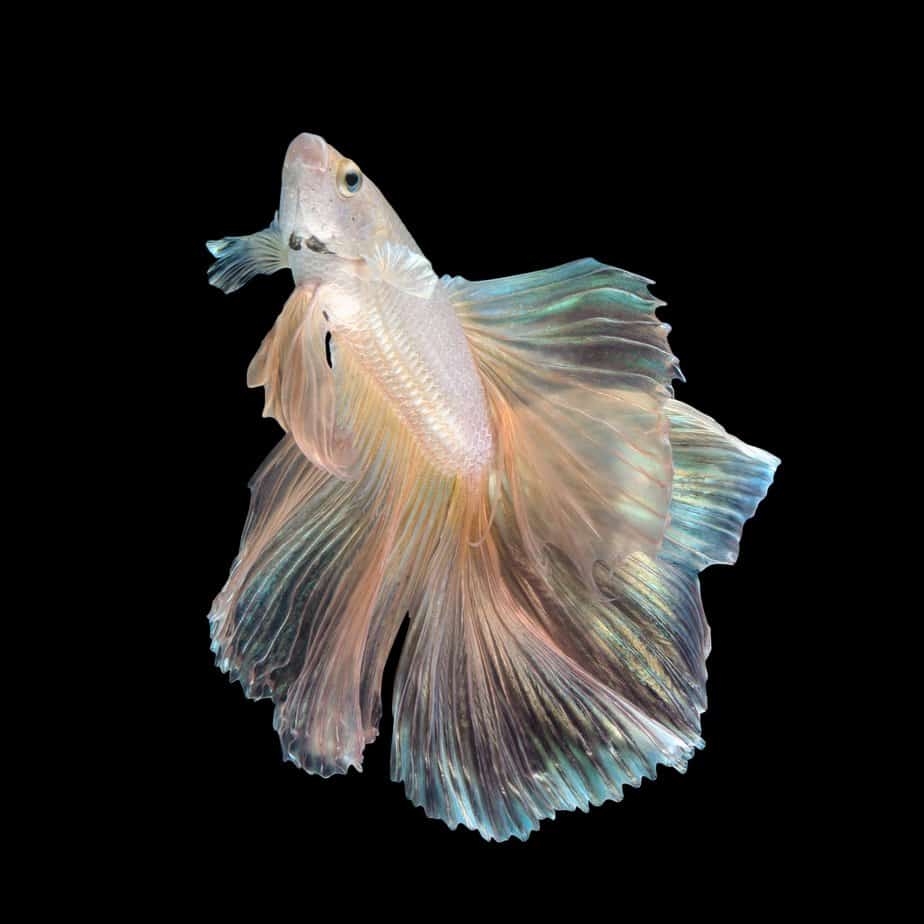 Types Of Betta Fish: Tail Shapes, Colors, and Patterns | Fishkeeping Advice