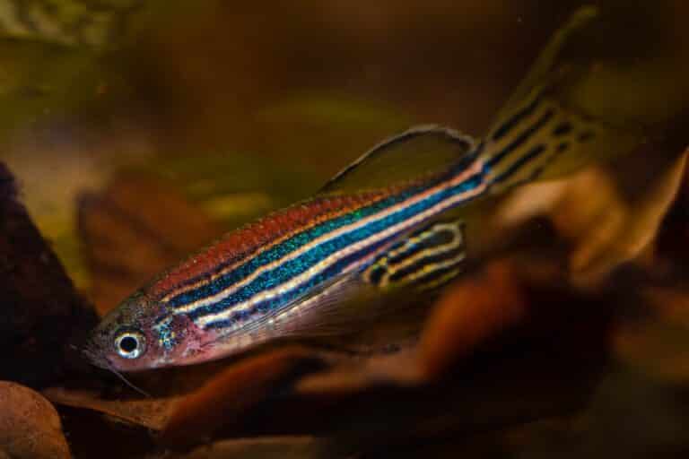7 Cool Coldwater Fish (That aren't Goldfish!) | Fishkeeping Advice