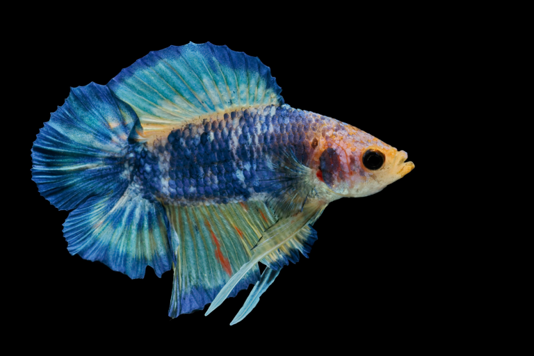 Types Of Betta Fish: Tail Shapes, Colors, and Patterns | Fishkeeping Advice