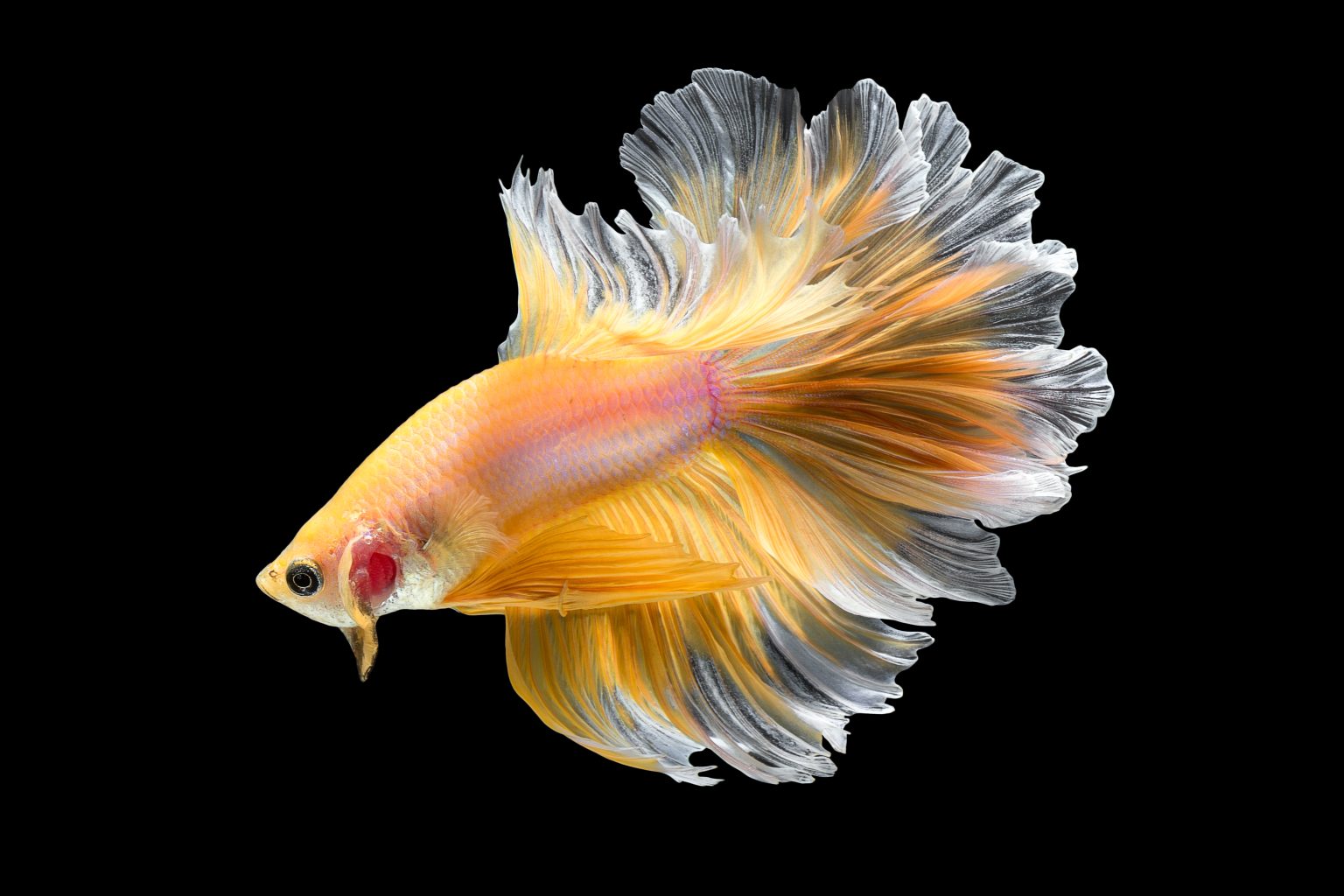 Types Of Betta Fish: Tail Shapes, Colors, and Patterns | Fishkeeping Advice