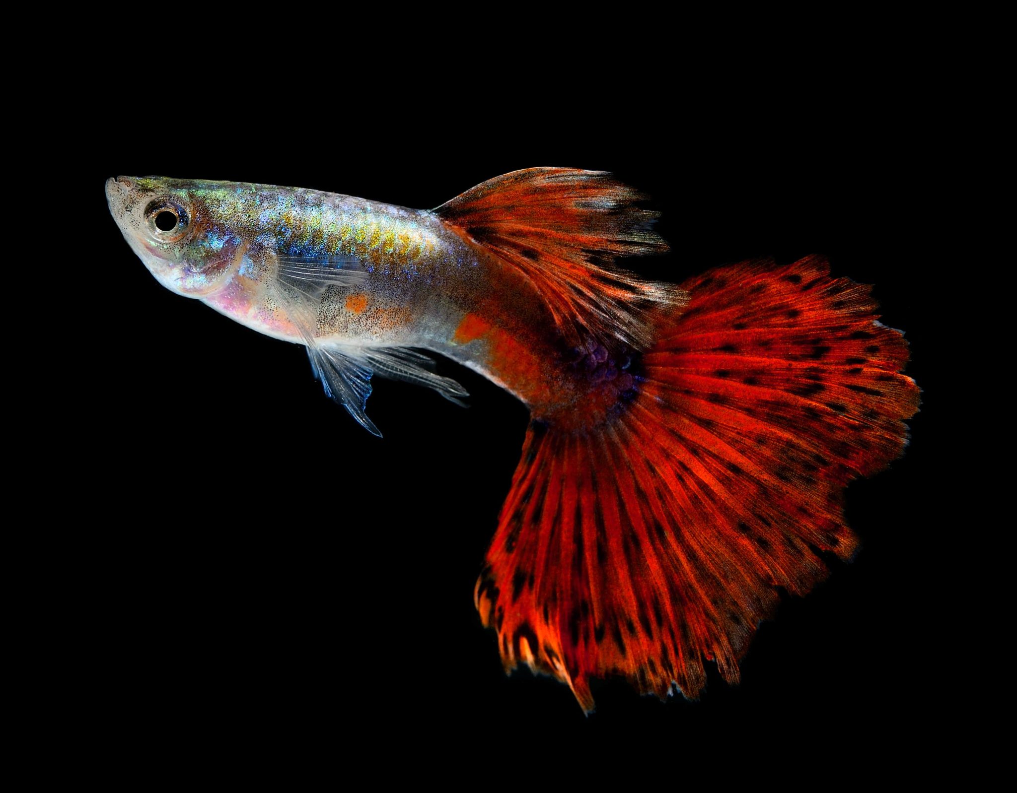 The Best Freshwater Fish for 5-Gallon Tank | Fishkeeping Advice