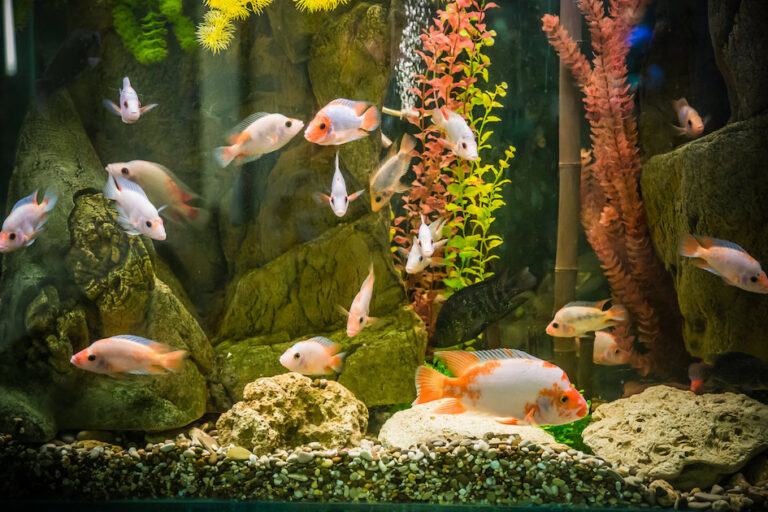 Best Fish Tank Chemicals for a Thriving Aquarium | Fishkeeping Advice