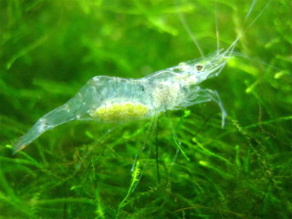 Ultimate Ghost Shrimp Care Guide For Beginners (Expert Tips)