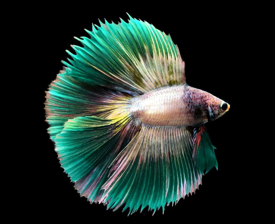 Types Of Betta Fish: Tail Shapes, Colors, and Patterns | Fishkeeping Advice