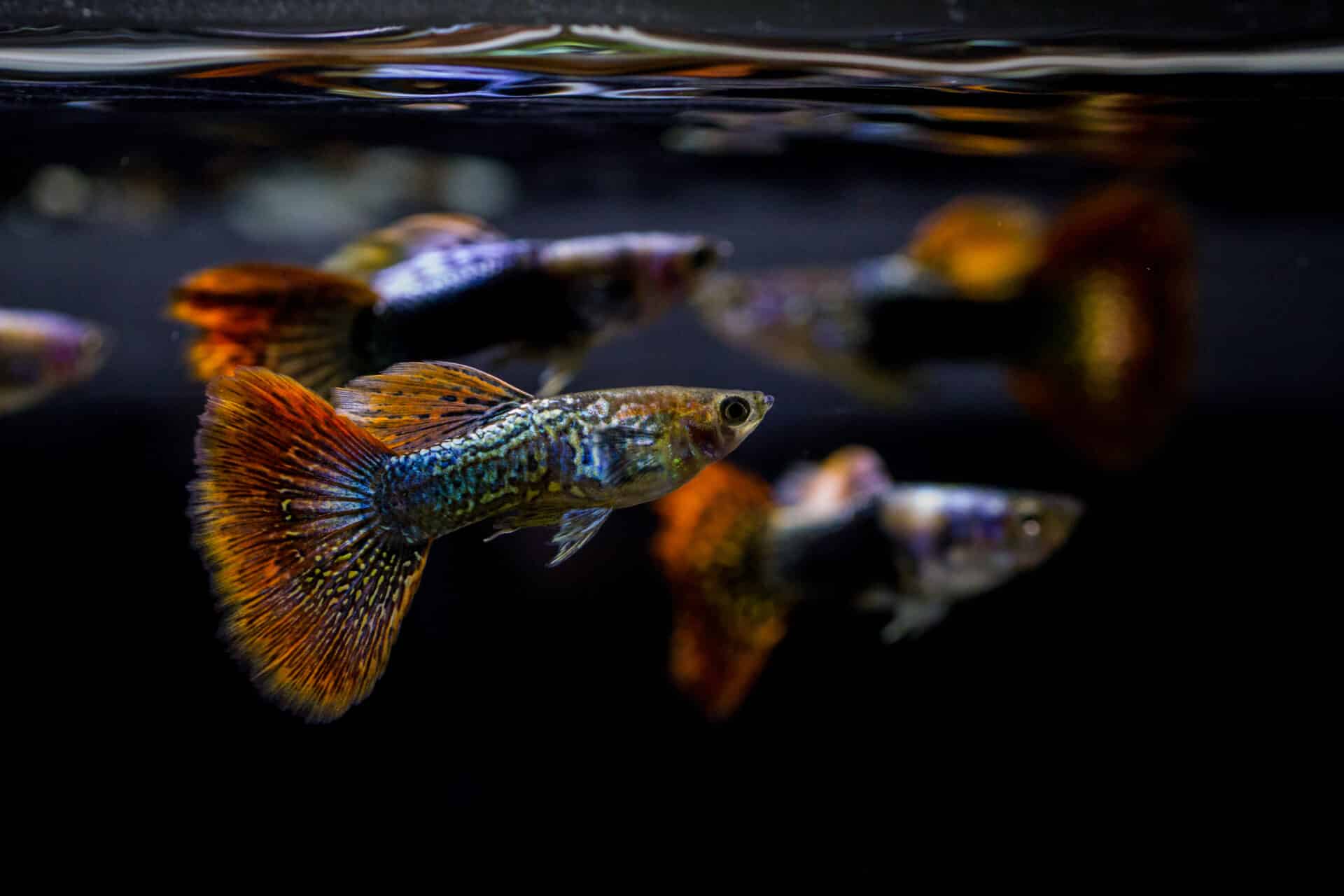 7 Cool Coldwater Fish (That aren't Goldfish!) | Fishkeeping Advice
