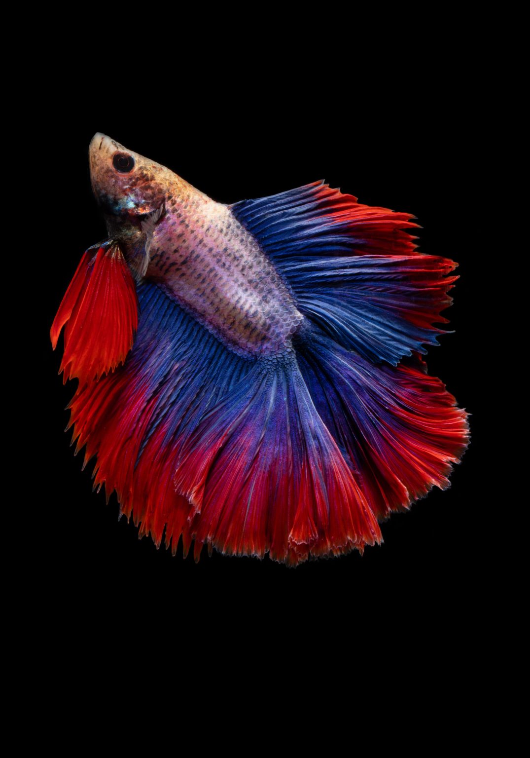 Types Of Betta Fish: Tail Shapes, Colors, and Patterns | Fishkeeping Advice