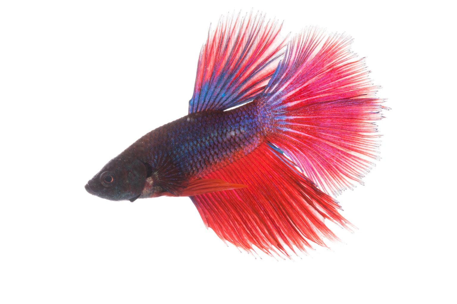 Types Of Betta Fish: Tail Shapes, Colors, and Patterns | Fishkeeping Advice