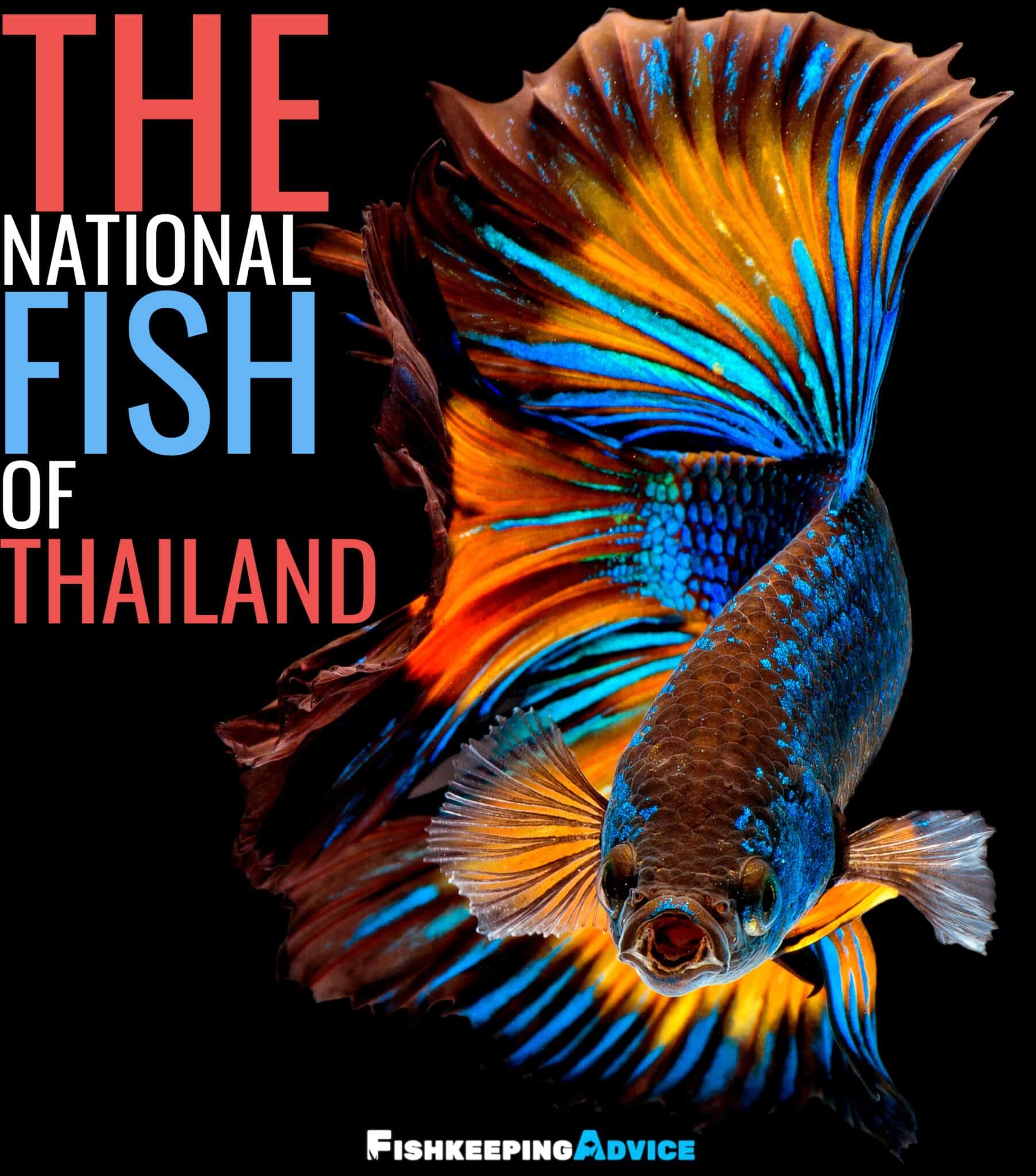 Betta Fish Care Guide: Tank Setup, Diet, Tank Mates, & More!