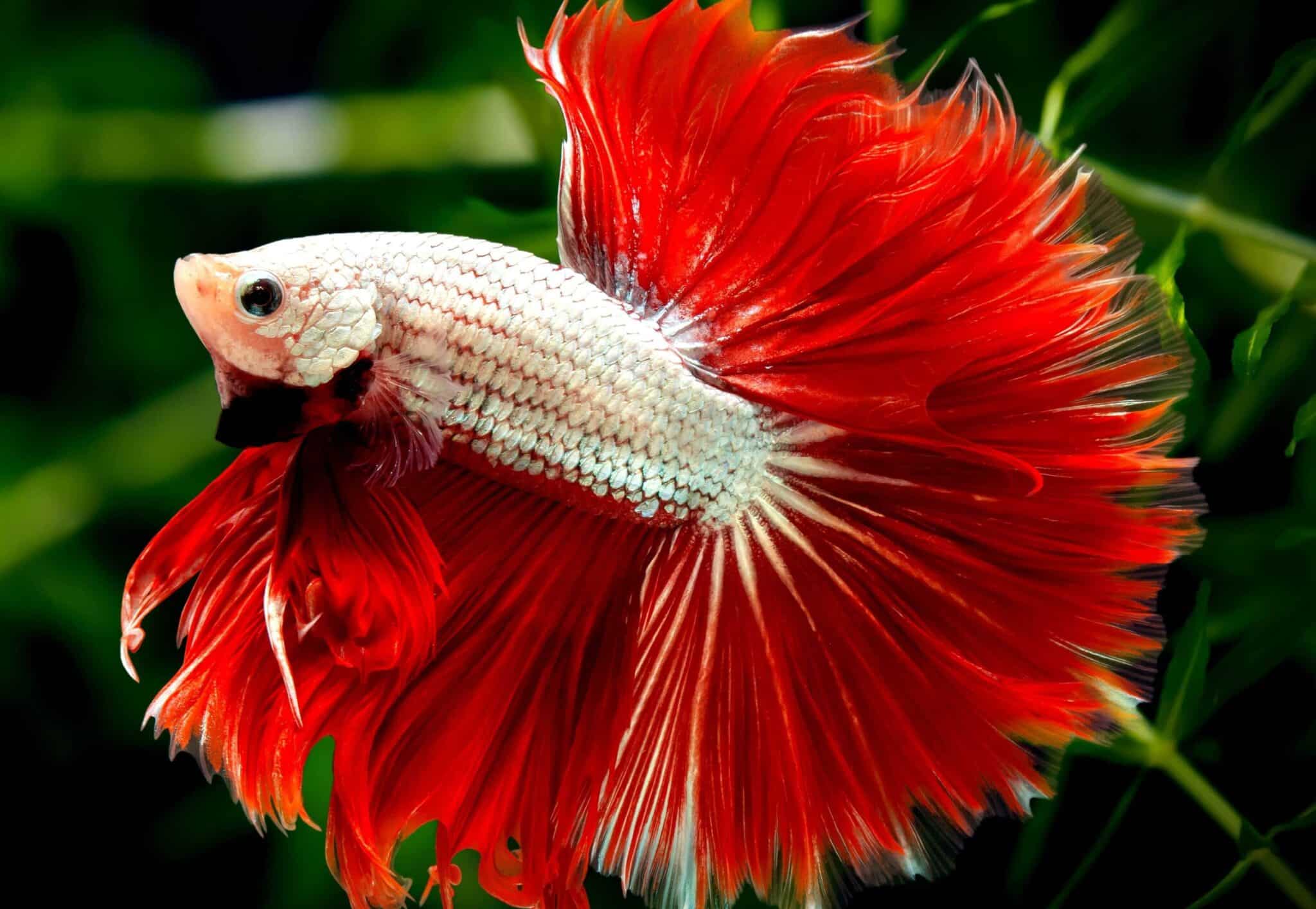 Betta Fish Care Guide: Tank Setup, Diet, Tank Mates, & More!