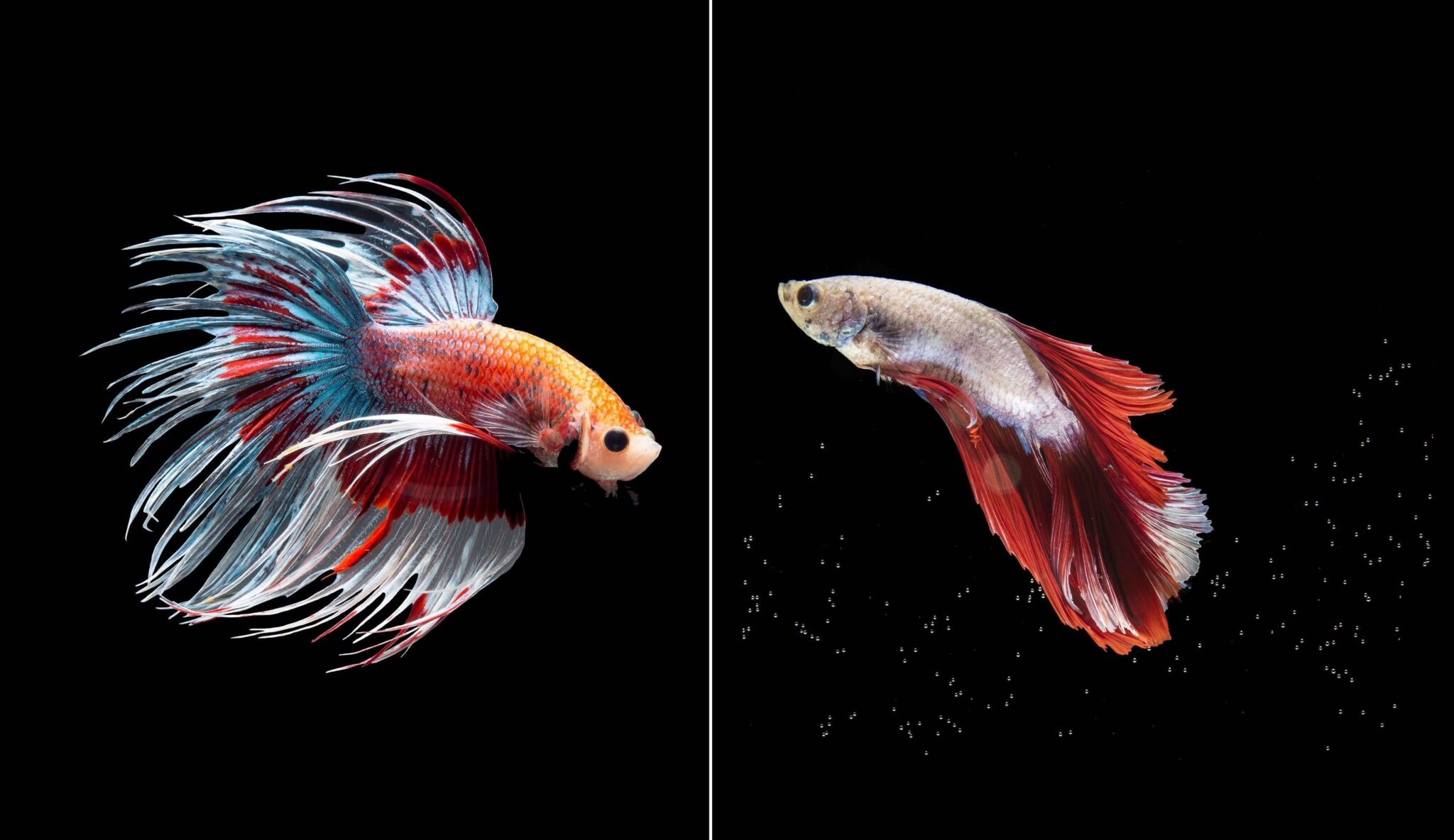 Healthy Betta Fish vs Unhealthy: Know the Key Differences | Fishkeeping ...