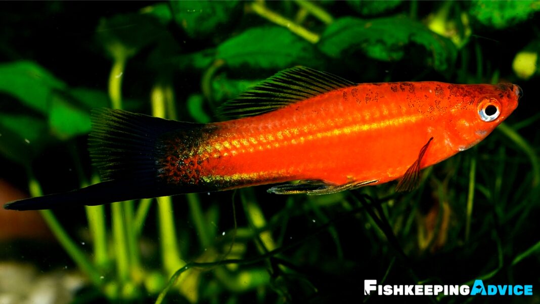 The Only Swordtail Fish Care Guide You Will Need | Fishkeeping Advice