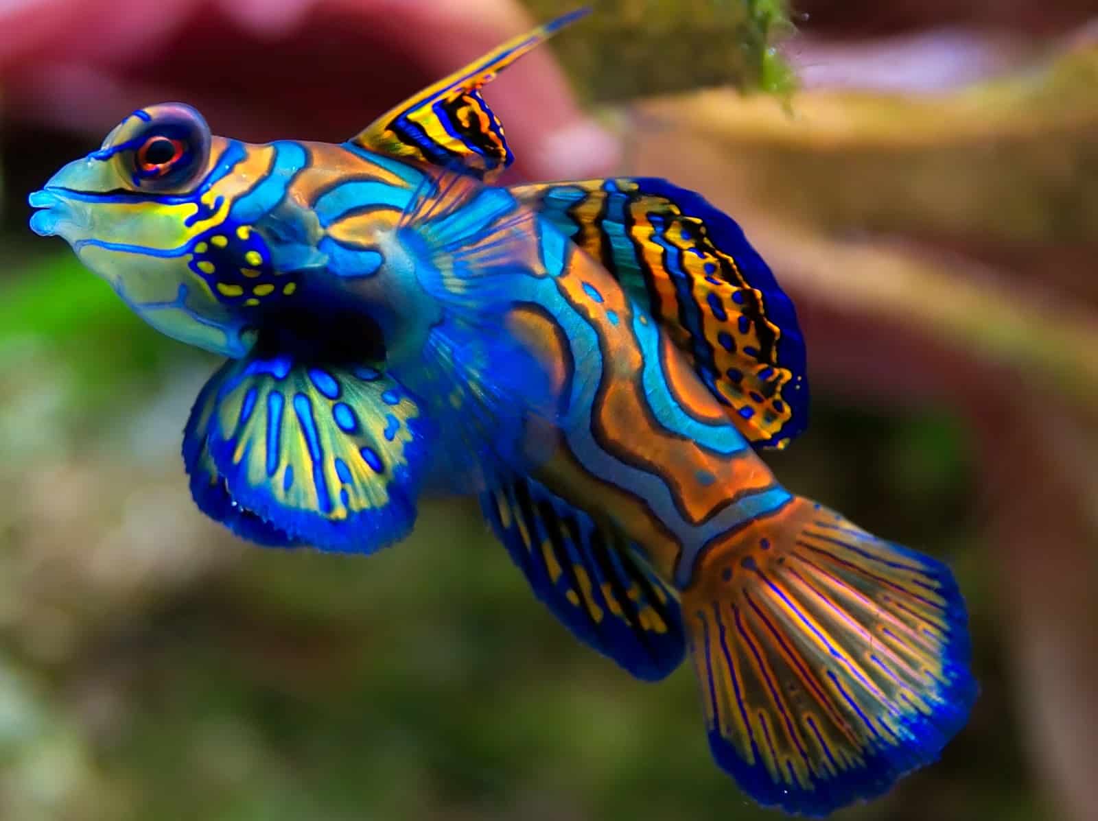 Pet Fish Pet Fish