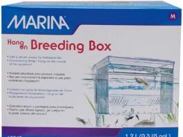 Raising Healthy Fry: Everything You Need To Know | Fishkeeping Advice