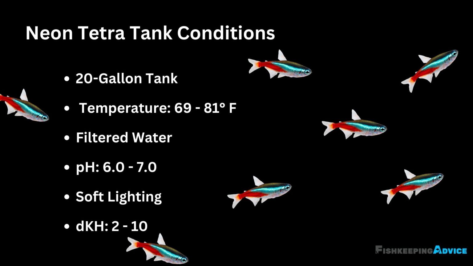 Neon Tetra Lifespan: How Long Do These Bright Fish Live? | Fishkeeping ...