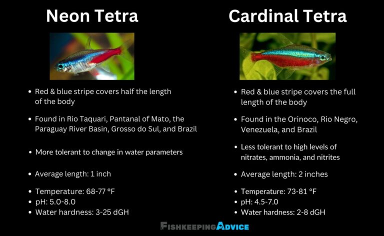 Neon vs Cardinal Tetra: Similarities and Differences | Fishkeeping Advice