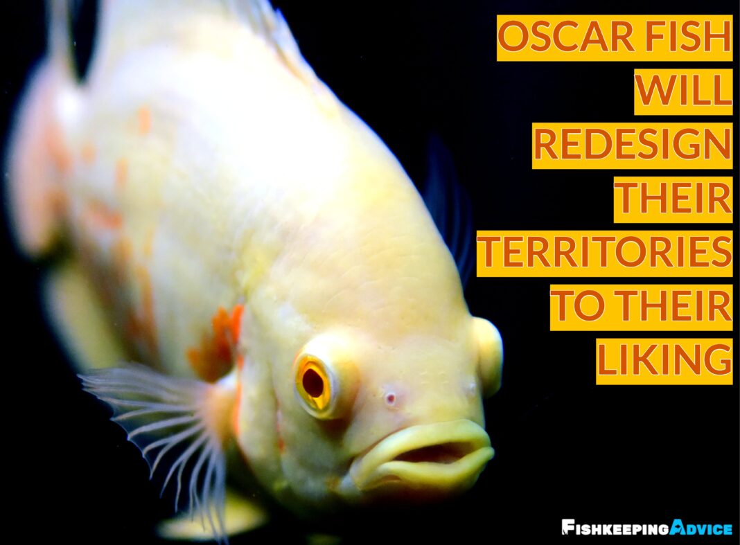 Oscar Fish Care Guide: Tank Setup, Diet, Tank Mates, & More