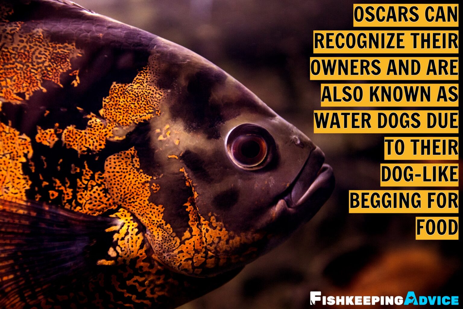 The Ultimate Oscar Fish Care Guide 2021 (Everything You Need To Know)