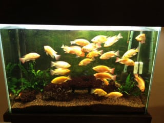 Struggling With Fin Rot in Fish? Here's How To Cure It FAST