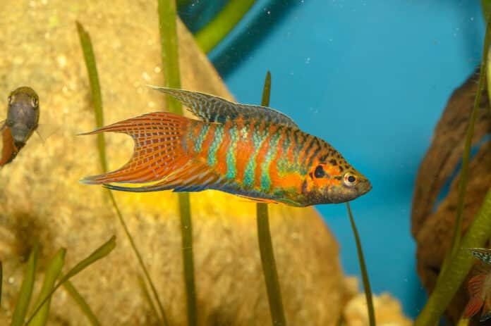 7 Cool Coldwater Fish (That aren't Goldfish!) | Fishkeeping Advice