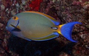 Tangs Care Guide (Diet, Tank and Breeding) | Fish Keeping Advice