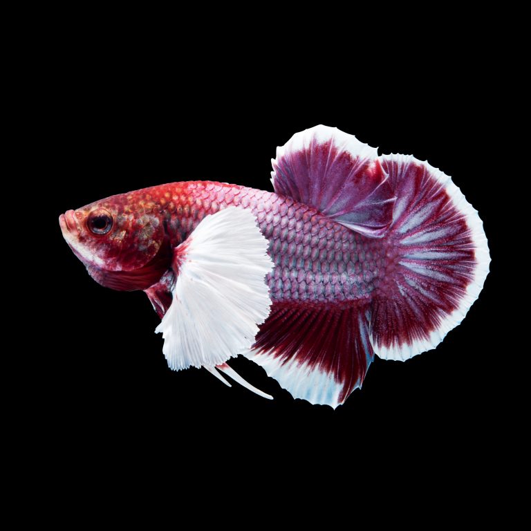 Types Of Betta Fish: Tail Shapes, Colors, and Patterns | Fishkeeping Advice