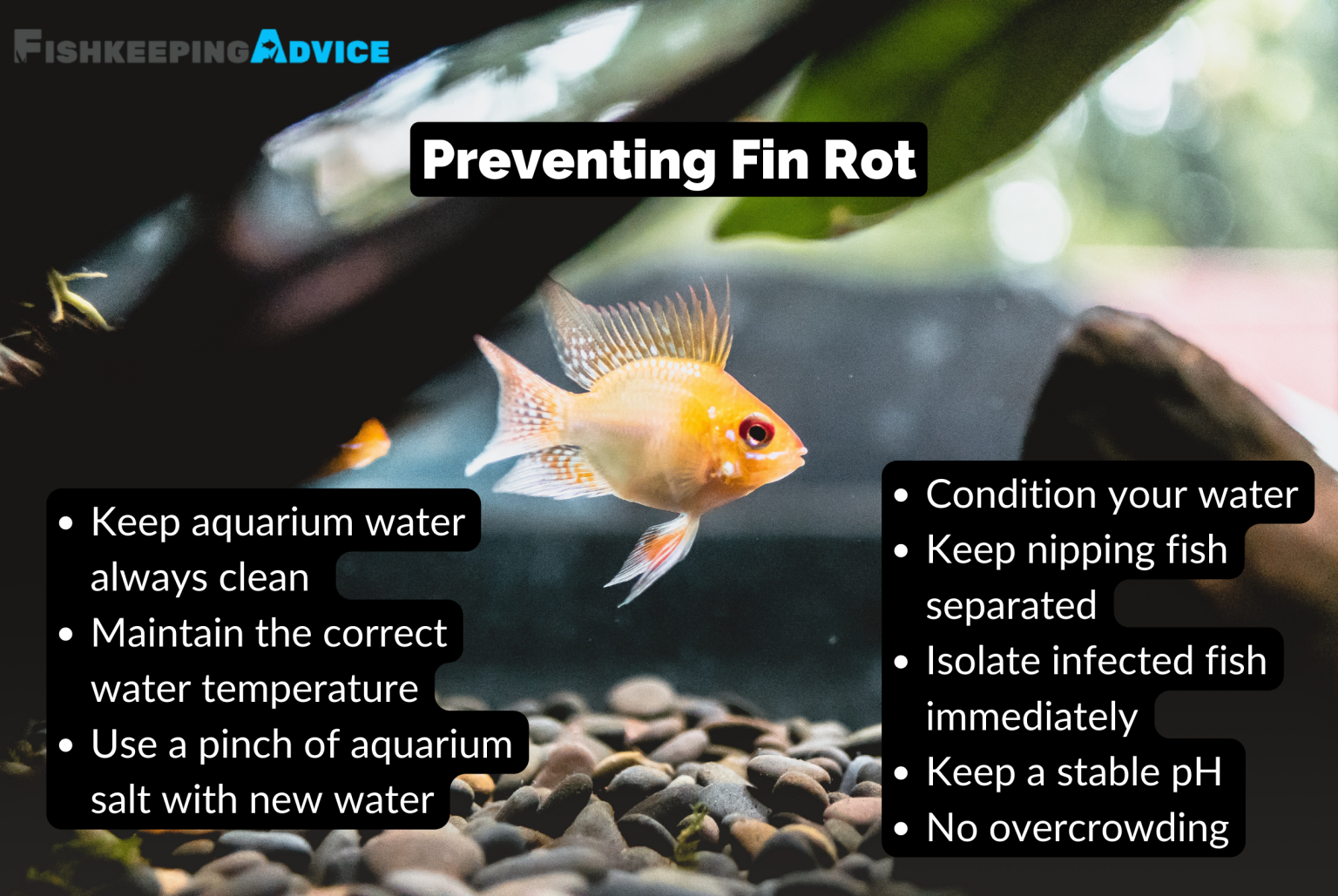 Struggling With Fin Rot in Fish? Here's How To Cure It FAST