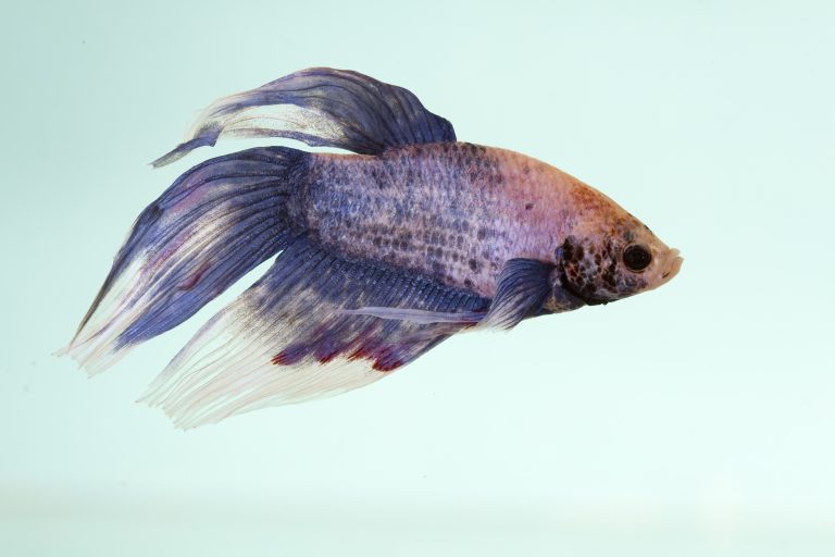 Types Of Betta Fish: Tail Shapes, Colors, and Patterns | Fishkeeping Advice