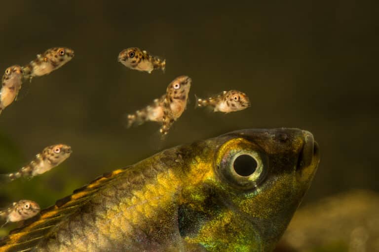 Raising Healthy Fry: Everything You Need To Know | Fishkeeping Advice