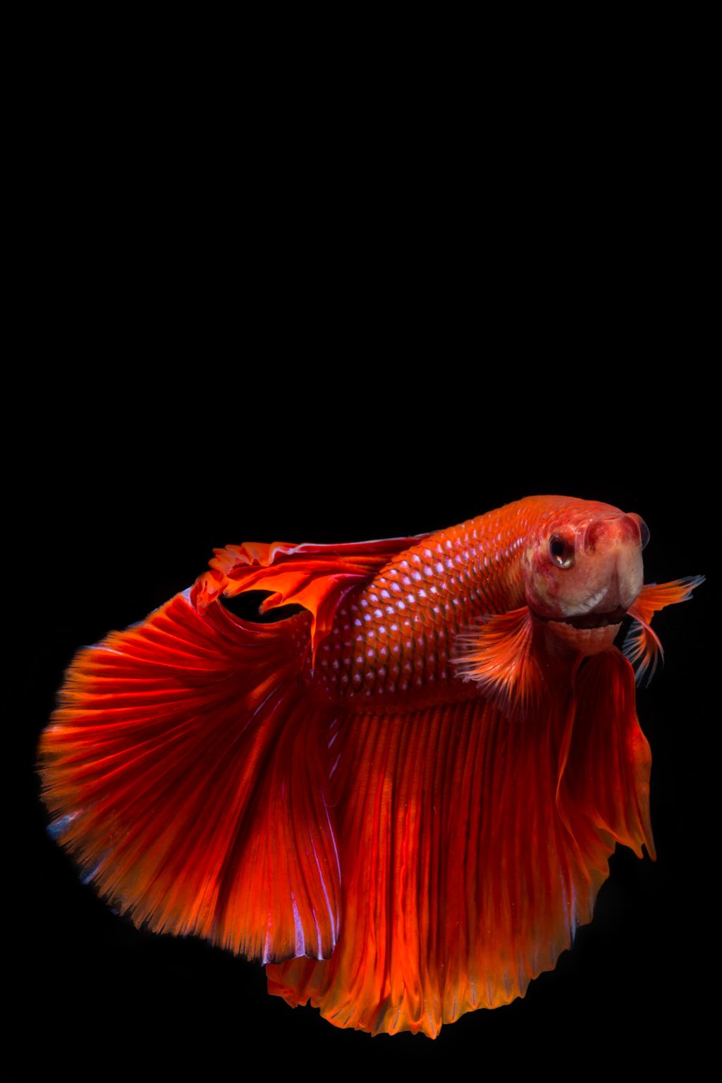 Types Of Betta Fish: Tail Shapes, Colors, and Patterns | Fishkeeping Advice