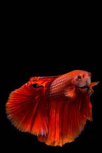 Types Of Betta Fish: Tail Shapes, Colors, and Patterns | Fishkeeping Advice