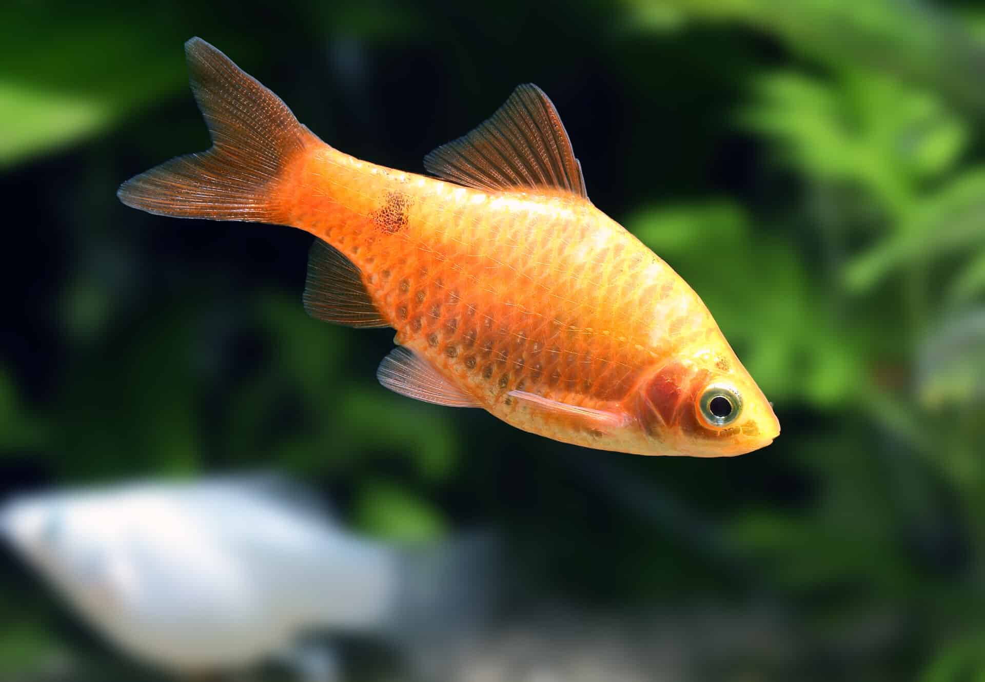 7 Cool Coldwater Fish (That aren't Goldfish!) | Fishkeeping Advice