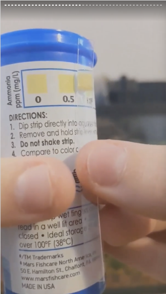 Online Course: A Betta Pro in Your Pocket | Fishkeeping Advice