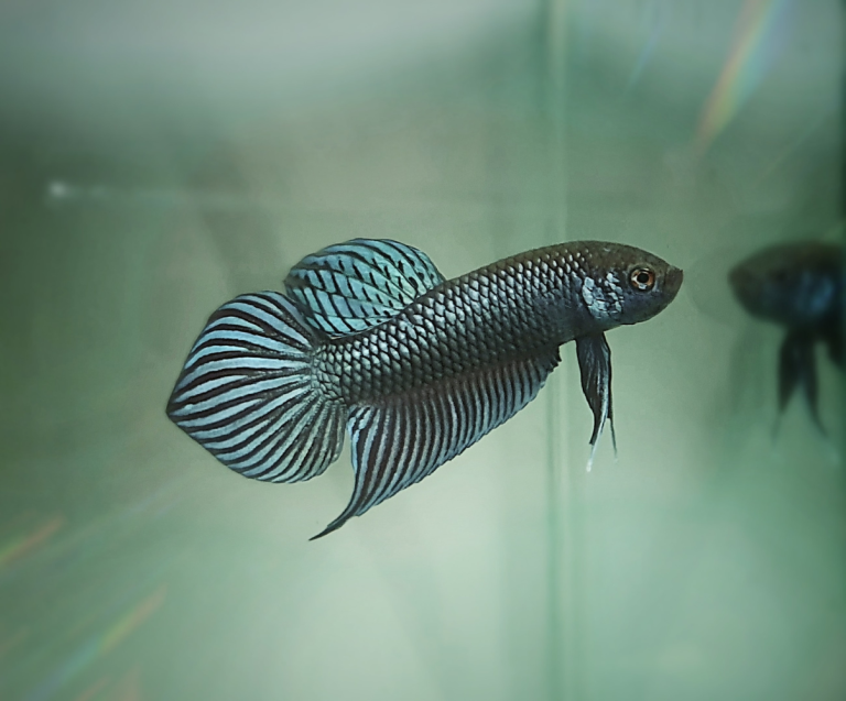 Types Of Betta Fish: Tail Shapes, Colors, and Patterns | Fishkeeping Advice